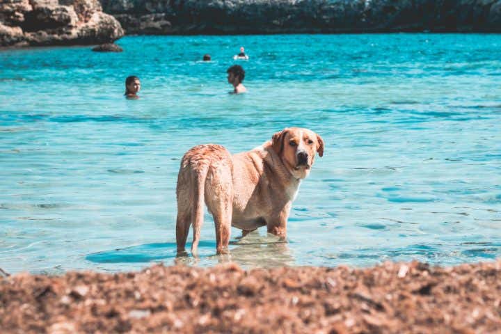 The 10 best pet-friendly travel destinations in Spain
