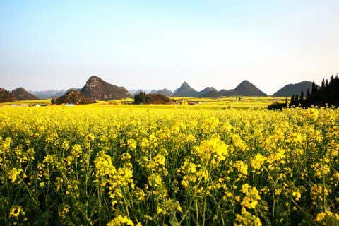 Top Flower Fields in the World | Civitatis