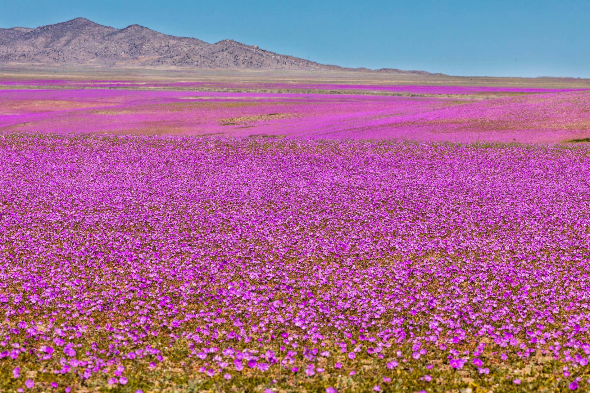 Top 10 des plus beaux champs de fleurs du monde | Civitatis