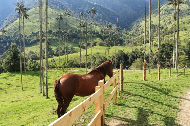 Qué hacer en el Eje Cafetero | Civitatis Magazine