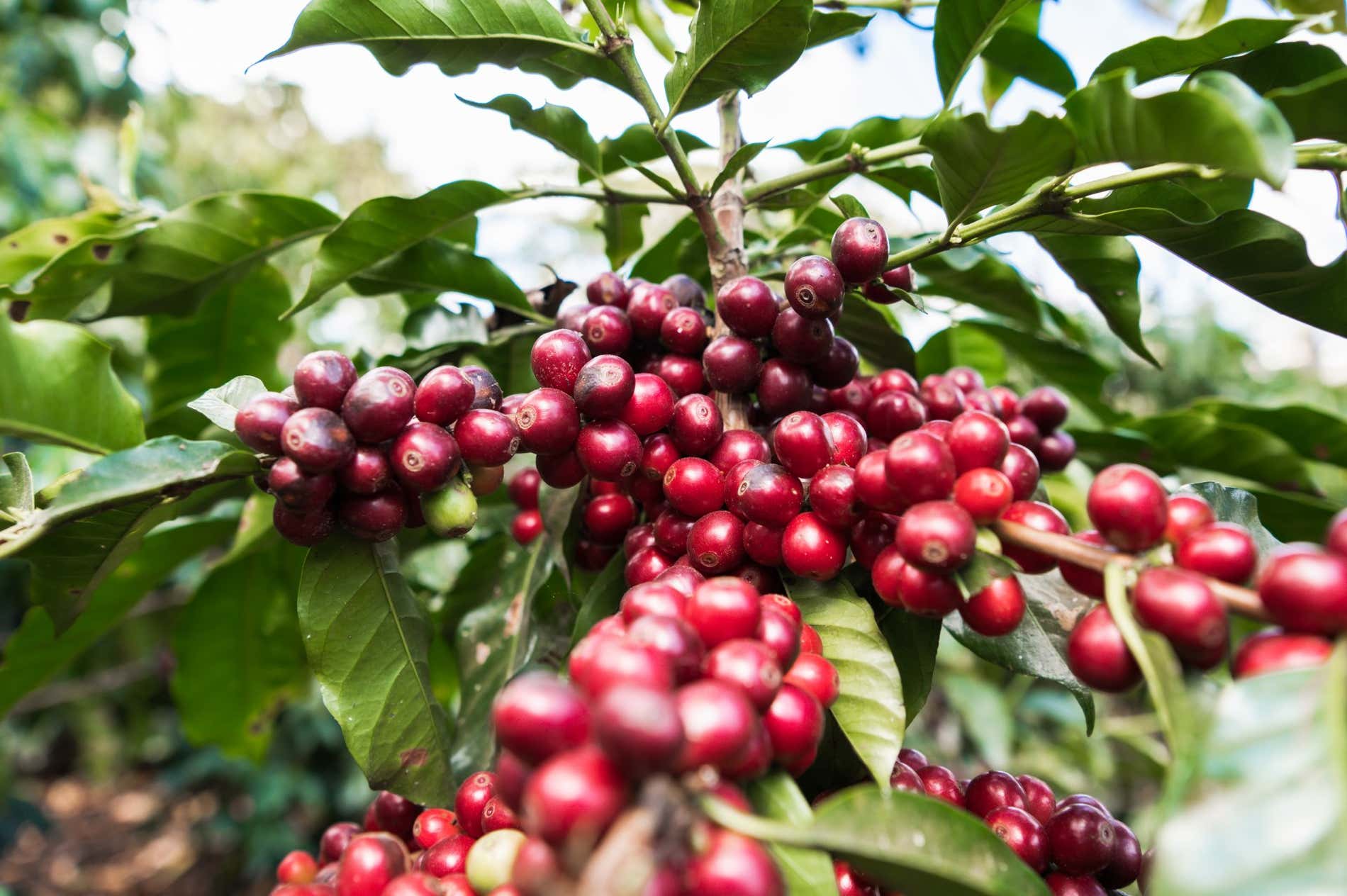 Top 10: The Best Coffee Beans in the World | Civitatis