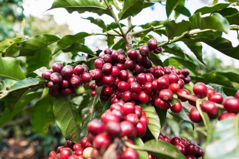 Top 10: The Best Coffee Beans in the World - Civitatis