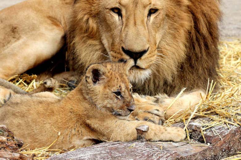 Excursión a Luján y su zoo desde Buenos Aires - Civitatis.com