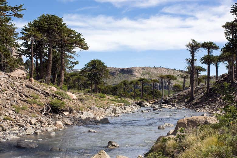 Excursion au Salto del Agrio, Caviahue - Civitatis.com