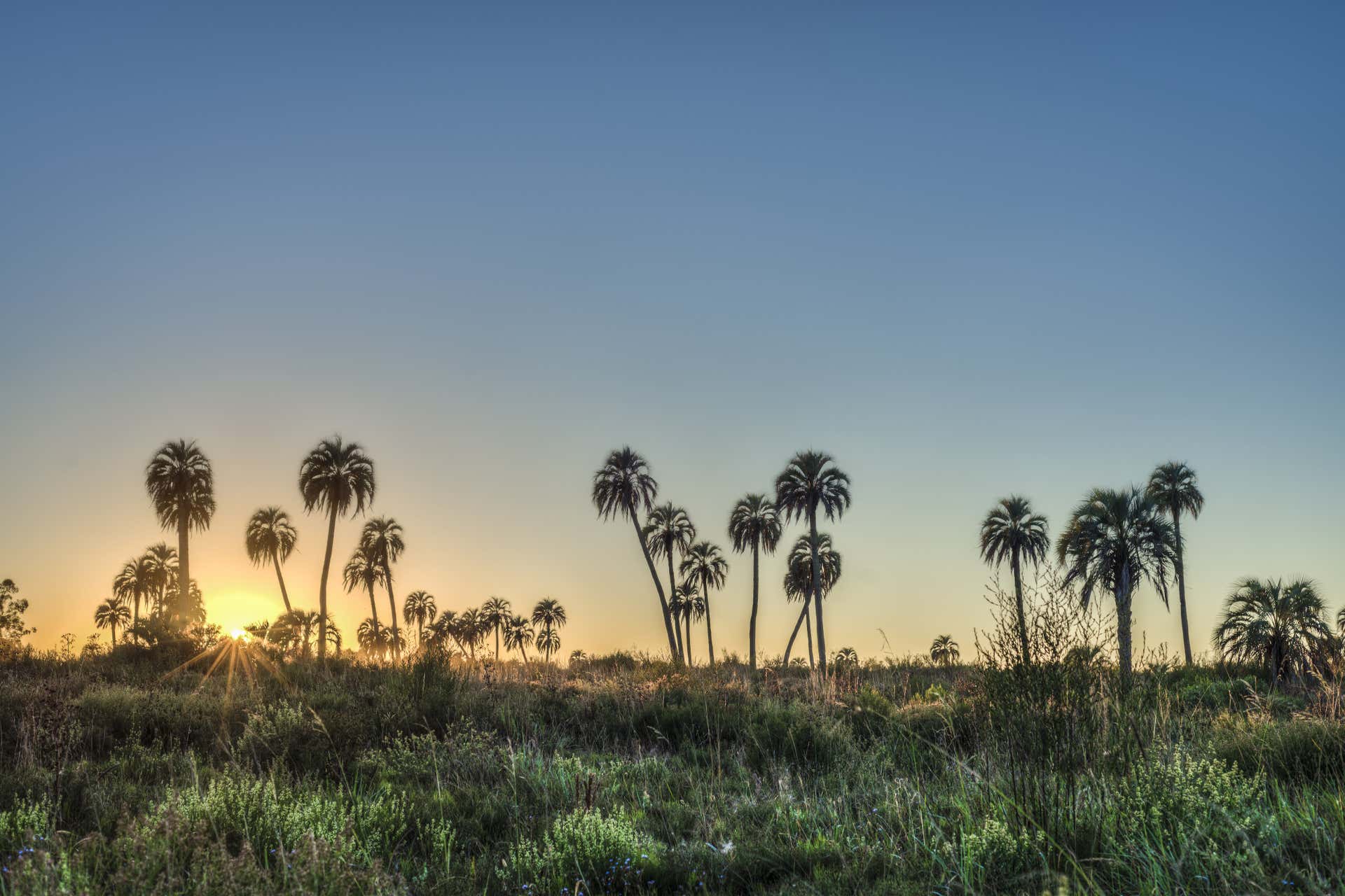 Excursión al Parque Nacional El Palmar desde Colón