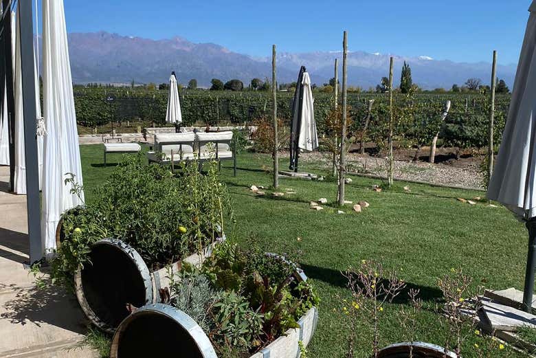 Camino del Vino El Cepillo Wine Tour, Mendoza - Civitatis.com