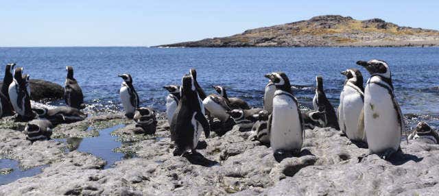 Excursión a la isla Pingüino desde Puerto Deseado - Civitatis