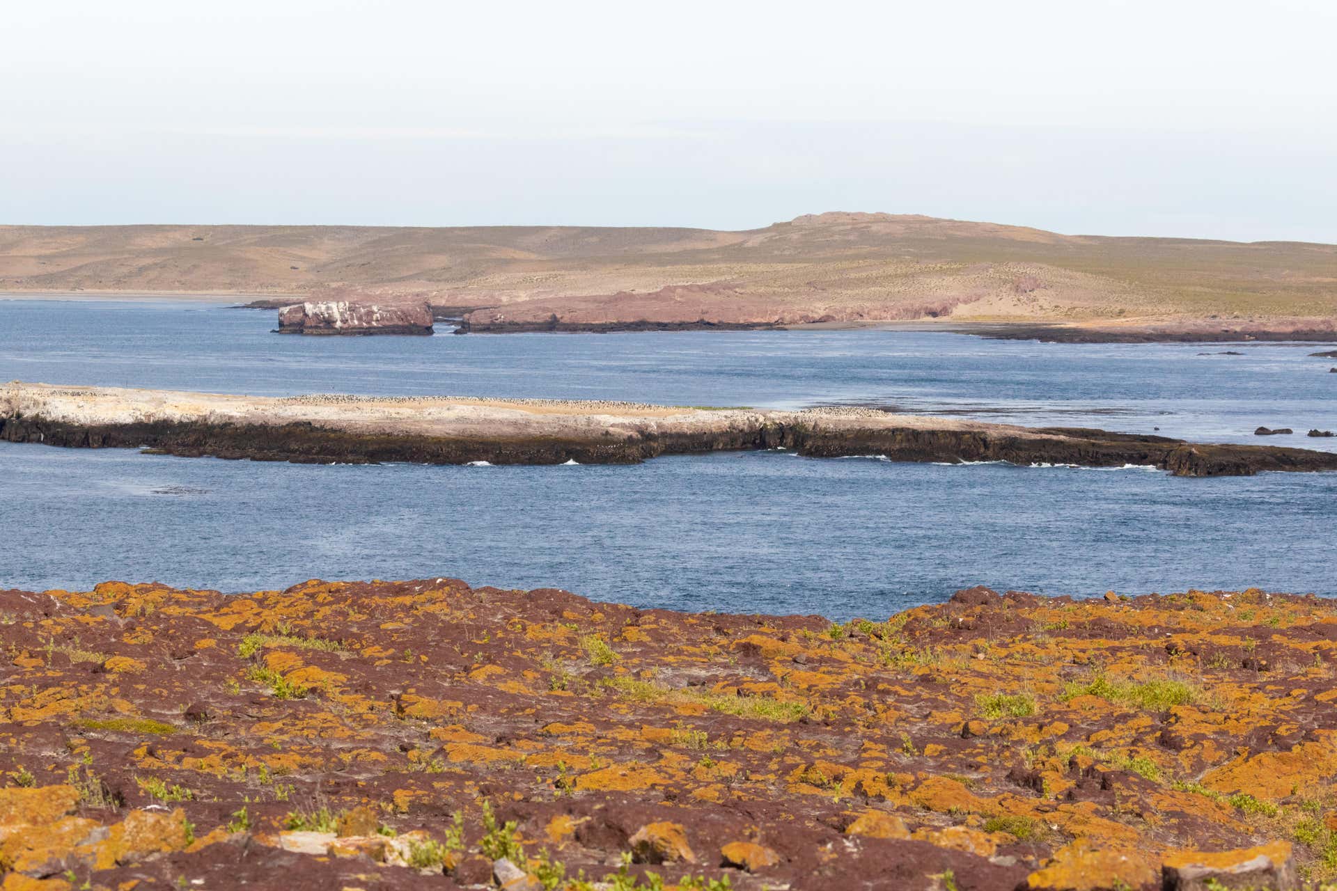 Deseado Estuary Speedboat Tour, Puerto Deseado
