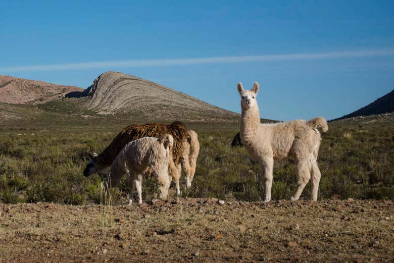 Yavi and Quiaca Trip from Purmamarca - Book at Civitatis.com