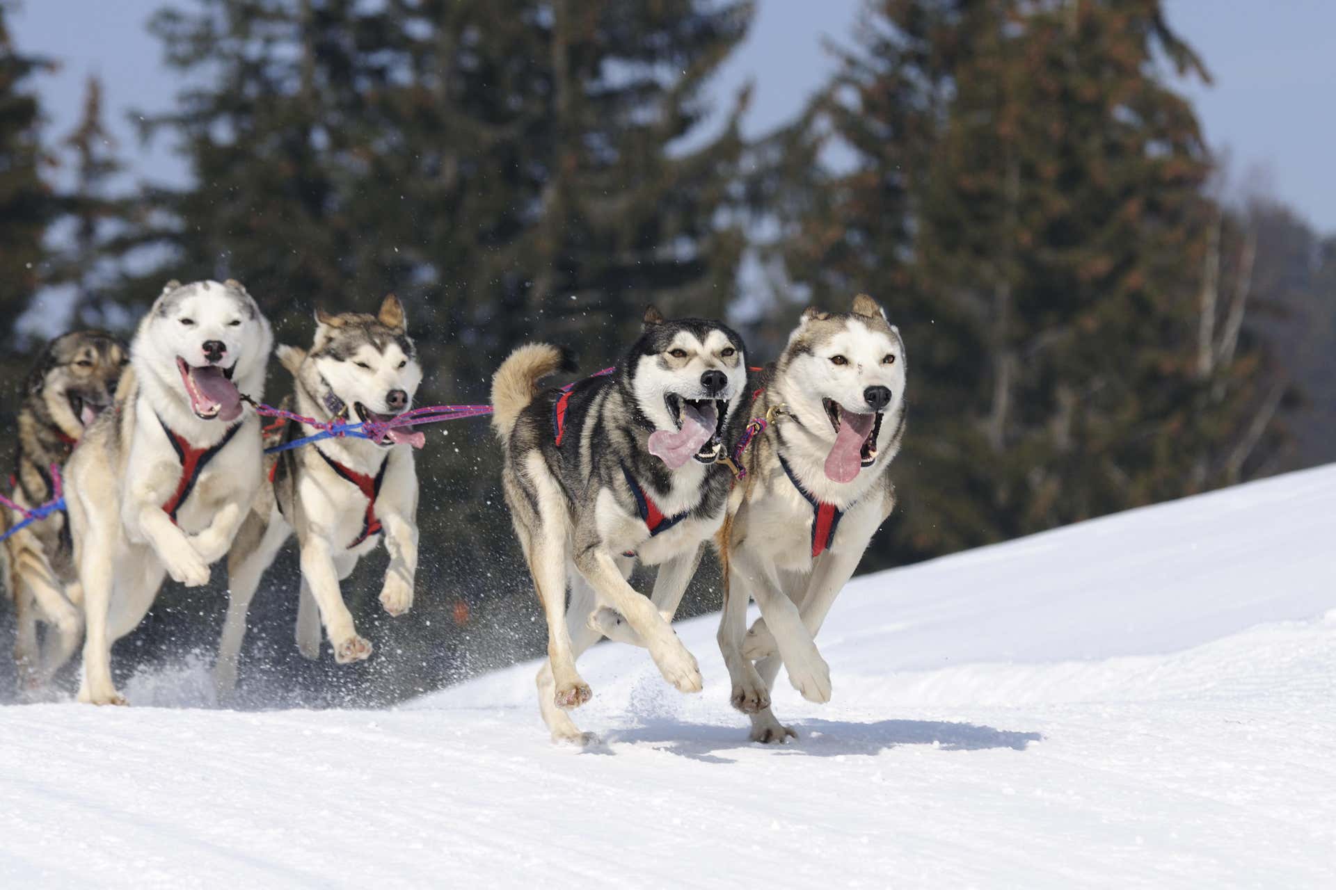Paseo en trineo de perros husky por Tierra del Fuego, Ushuaia