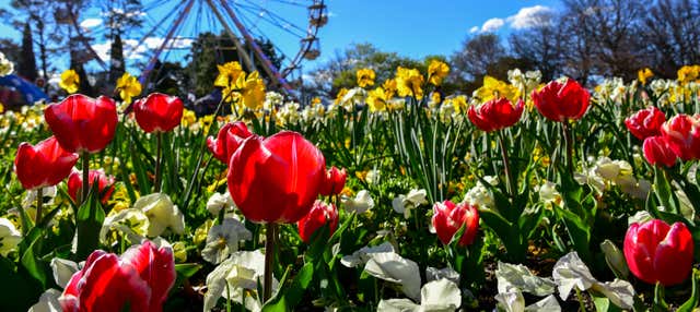 Tour del Floriade, el festival floral de Canberra - Civitatis.com