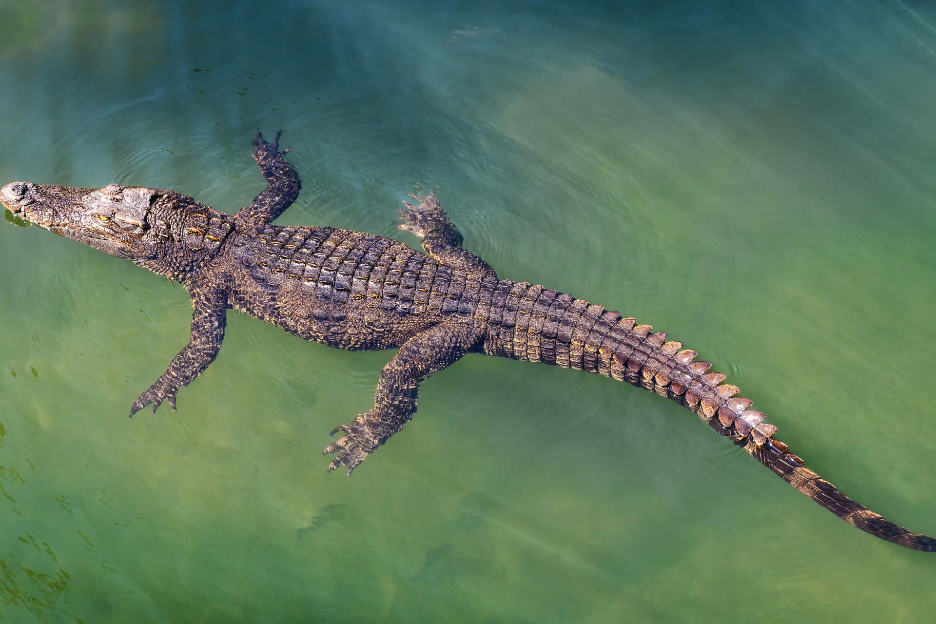 Crocosaurus Cove Ticket, Darwin