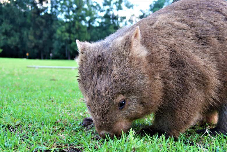 Avistamiento de canguros y wombats en las Southern Highlands + Fitzroy ...