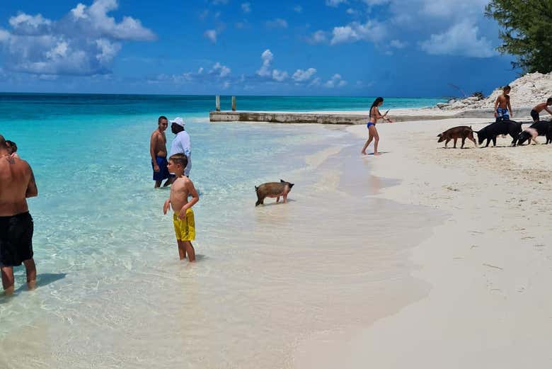 Excursión a Rose Island con avistamiento de cerdos desde Nasáu