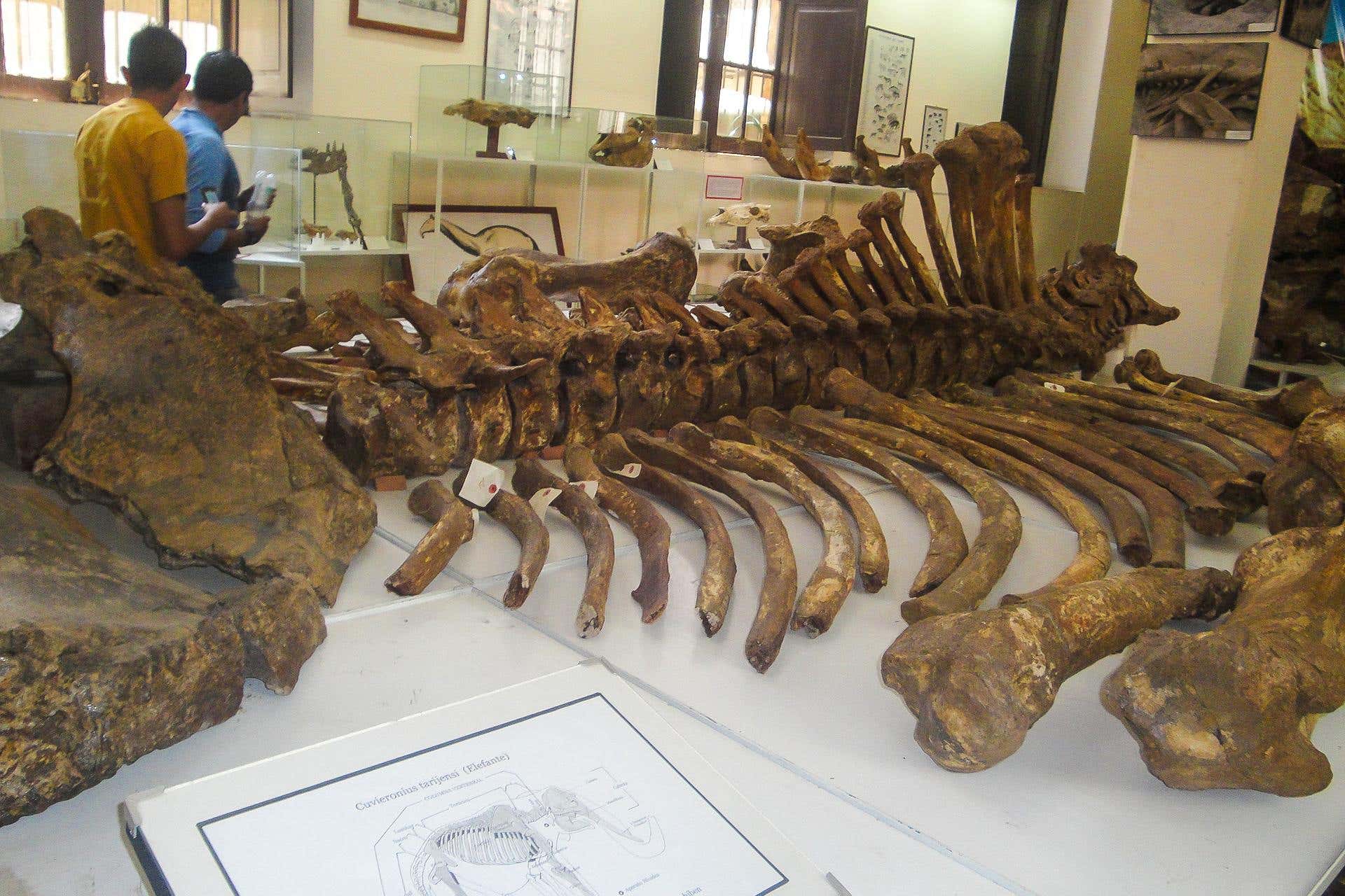 Museo Paleontológico y Arqueológico de Tarija + Valle de los Gigantes