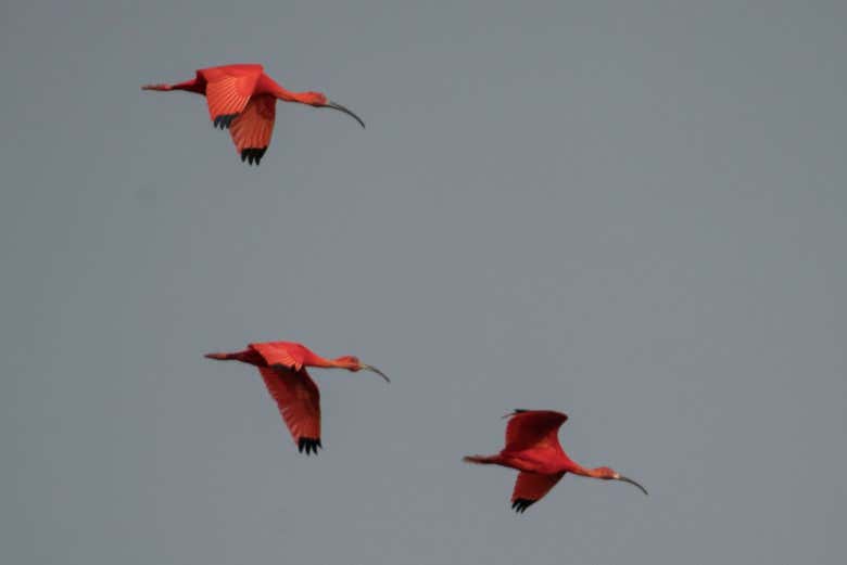Tour privado de avistamiento de ibis escarlatas en Atins