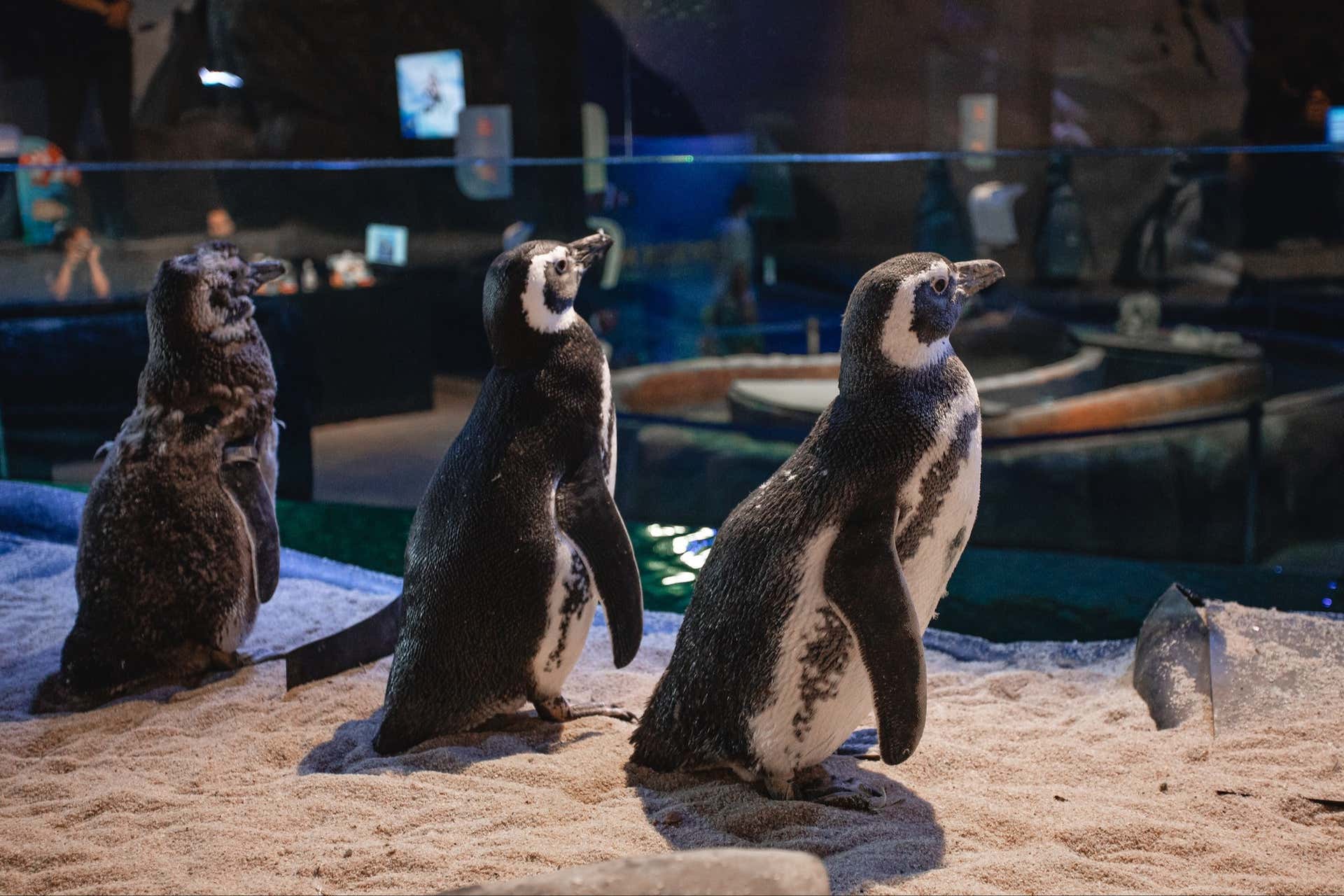 Ingresso do Oceanic Aquarium em Balneário Camboriú