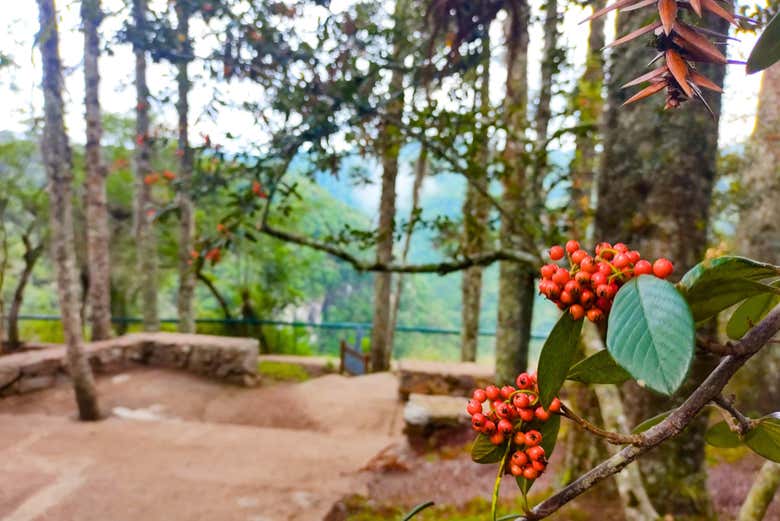 Entrada al Parque del Caracol, Canela - Civitatis.com
