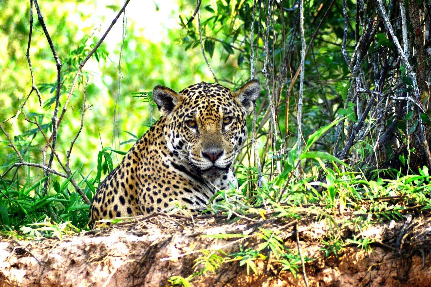 Safari Por El Pantanal De Mato Grosso Desde Cuiabá
