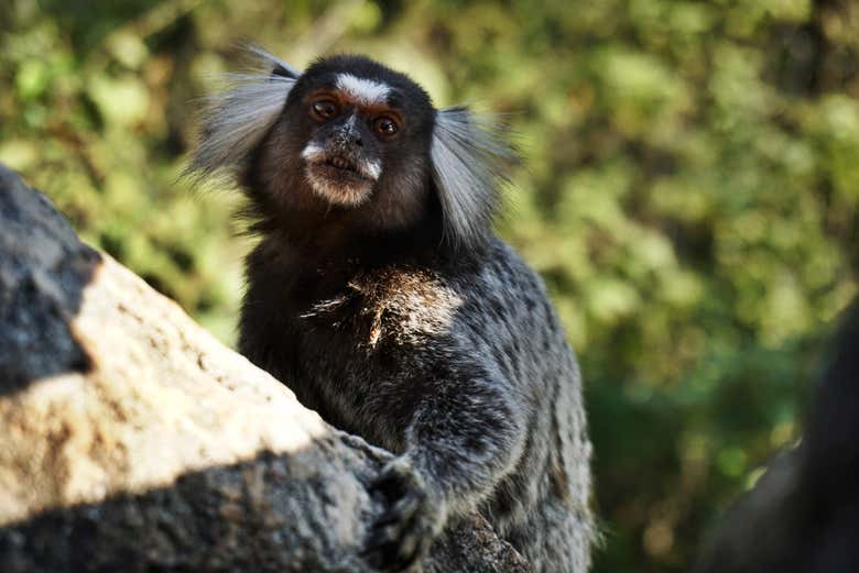 Trekking sul Morro da Urca + Semina di alberi a Río de Janeiro, Rio de ...