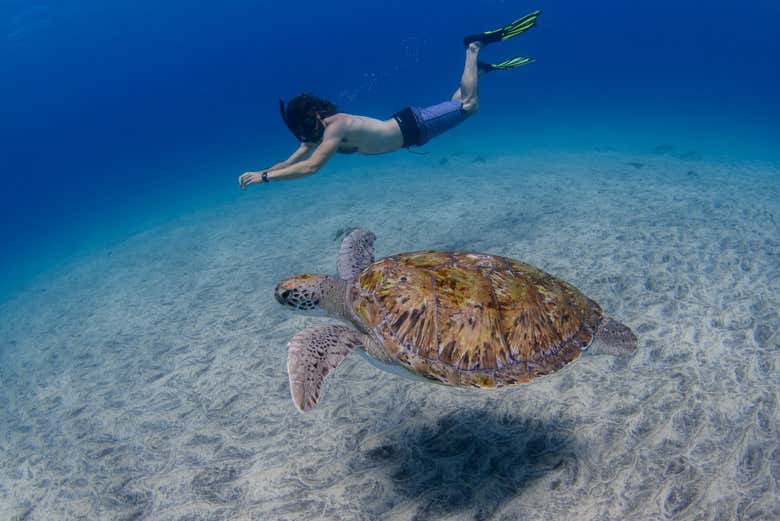 Mindelo Turtle Snorkelling Tour - Book Online at Civitatis.com