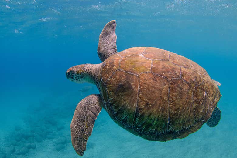 Mindelo Turtle Snorkelling Tour - Book Online at Civitatis.com