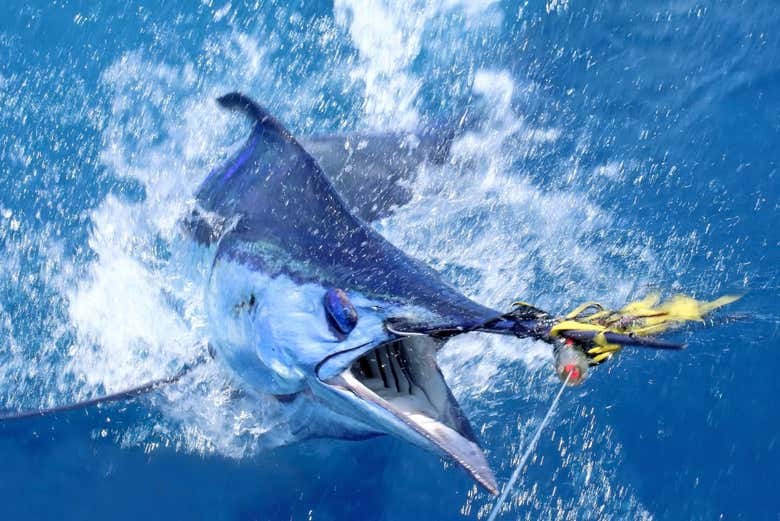 Pesca en la isla de Sal, Santa María - Civitatis.com Argentina