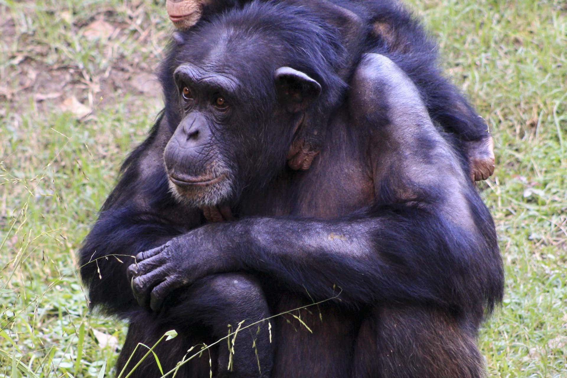 Excursión a la reserva Pongo-Songo desde Duala - Civitatis.com