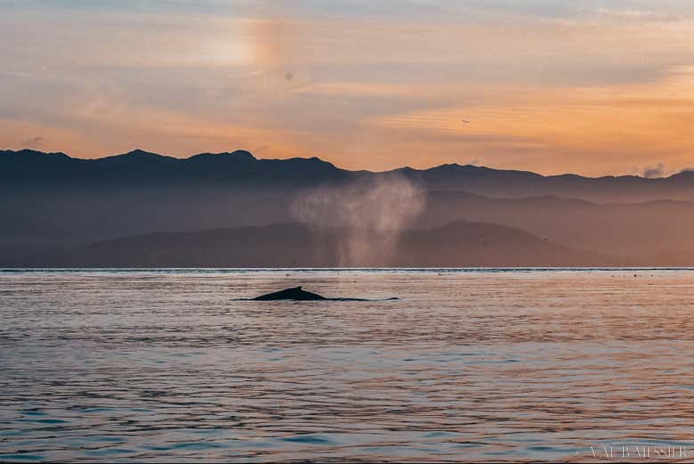 Johnstone Strait Evening Kayak Tour, Telegraph Cove