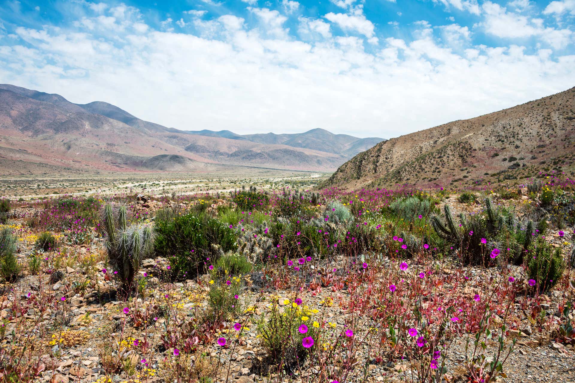 Excursión al Desierto Florido de la región de Atacama, Copiapó