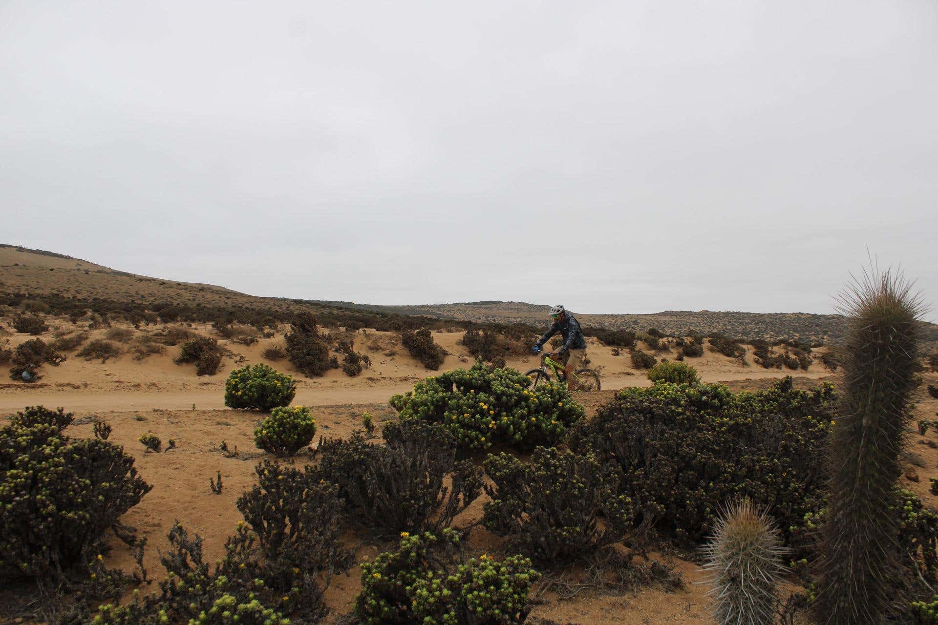 Tour en bicicleta por el humedal del río Limarí con traslado desde Ovalle