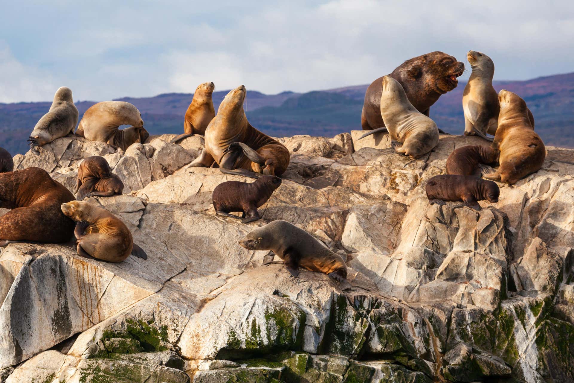 Beagle Channel Kayak Tour with Sea Lion Watching from Puerto Williams