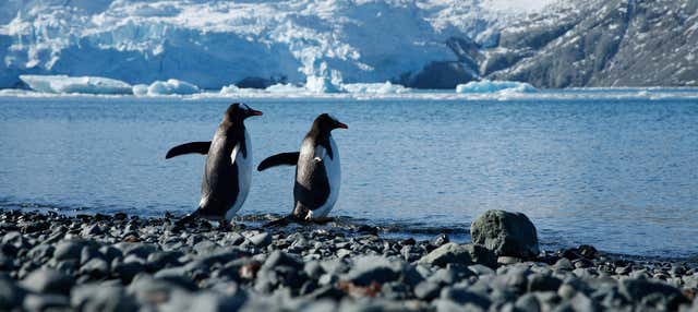 Excursión a la Antártida en avión, Punta Arenas - Civitatis Argentina
