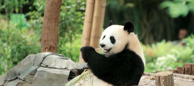 Visita a la base de pandas gigantes de Chengdú + Clase de ópera de ...