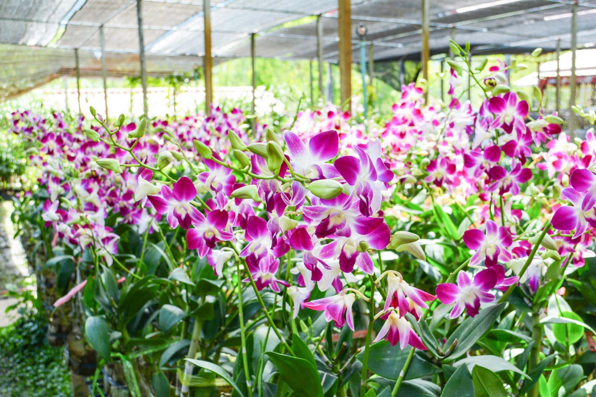 Orchid Farm Excursion from Armenia - Book Online at Civitatis.com