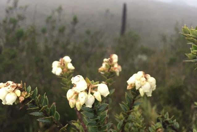 Hiking & Tree Planting from Bogotá - Book Online at Civitatis.com