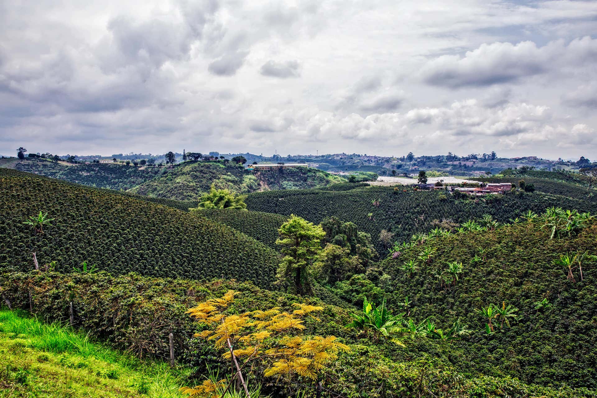 Tour of Quindío Coffee Plantations from Buenavista