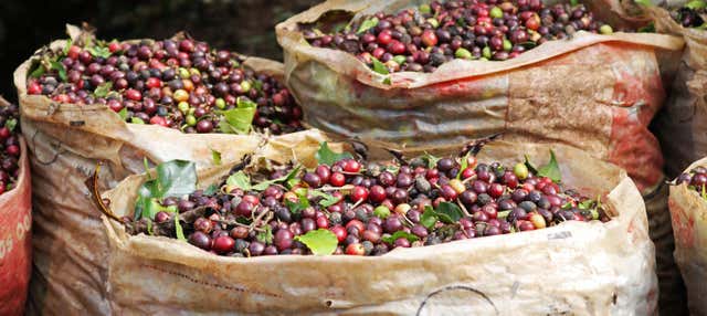Tour de 2 días por una finca de café con spa, Guarne - Civitatis