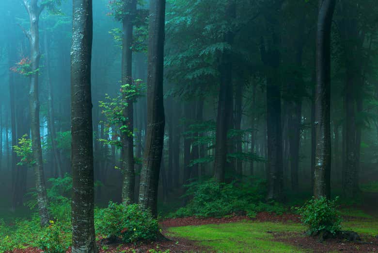 Senderismo nocturno por el Amazonas desde Leticia - Civitatis.com