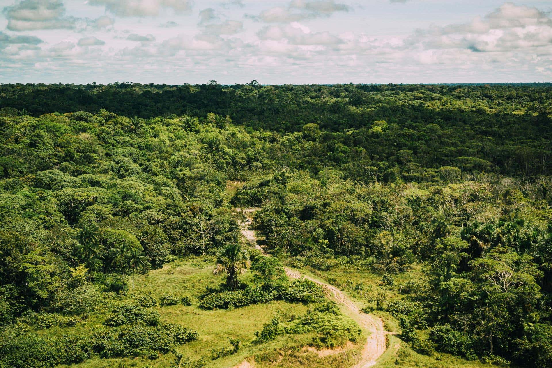Trilha pela floresta amazônica de Leticia - Civitatis.com