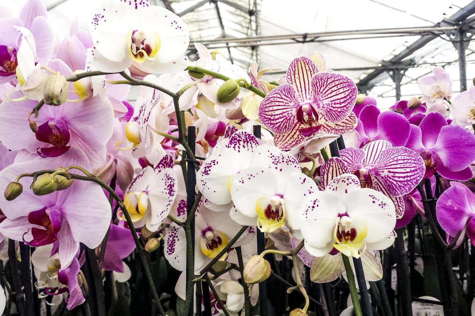 Orchid Farm Tour from Pereira - Book Online at Civitatis.com