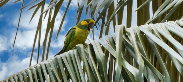 Bird-Watching in the Palmas de Cera Sanctuary, Salento - Civitatis