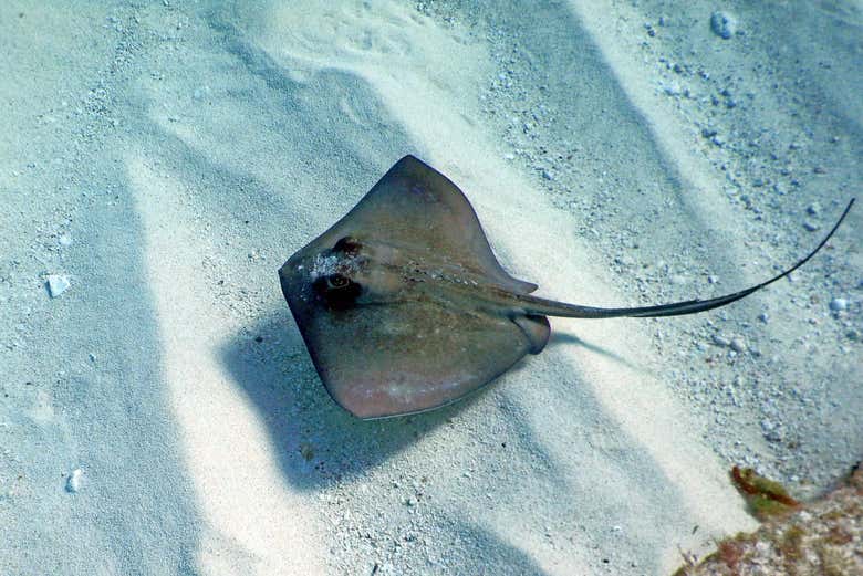 Avistamiento de mantarrayas en Cayo Acuario desde San Andrés