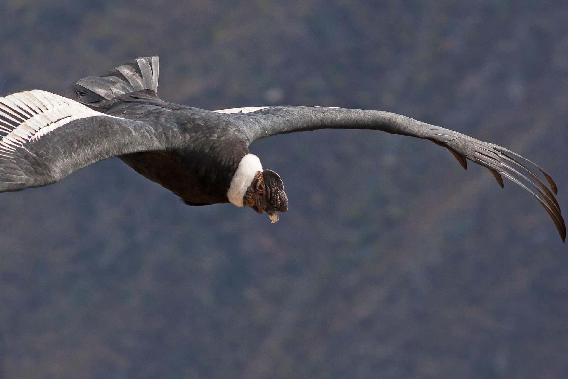 Andean Condor Watching + Puracé National Park Tour, Silvia