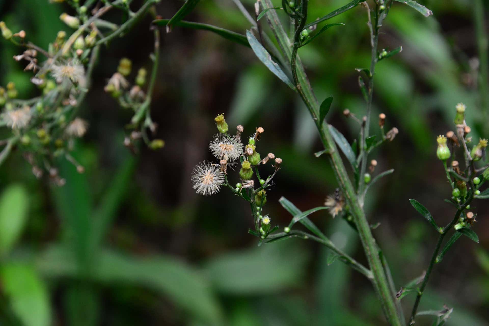Hiking in the Iguaque Flora and Fauna Sanctuary from Villa de Leyva
