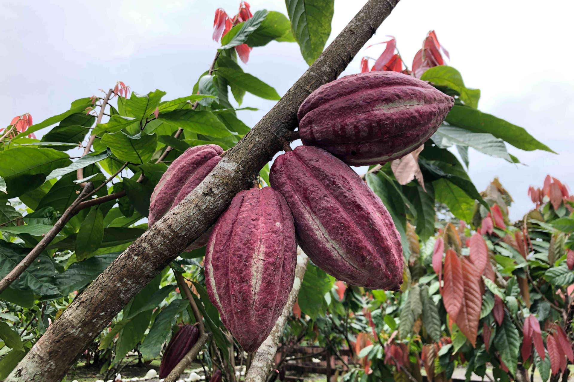 Yorkín Indigenous Community Tour from Bribri, Bribrí