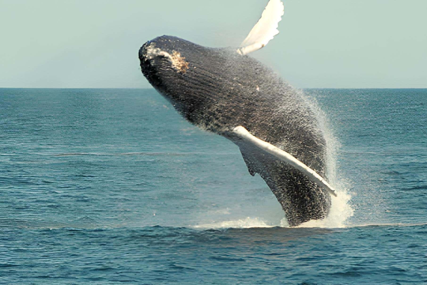 Pochote Whale Watching Tour - Book Online at Civitatis.com