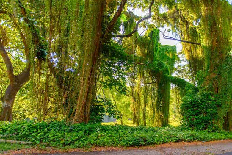 Visita guiada por el Parque Almendares, La Habana - Civitatis.com