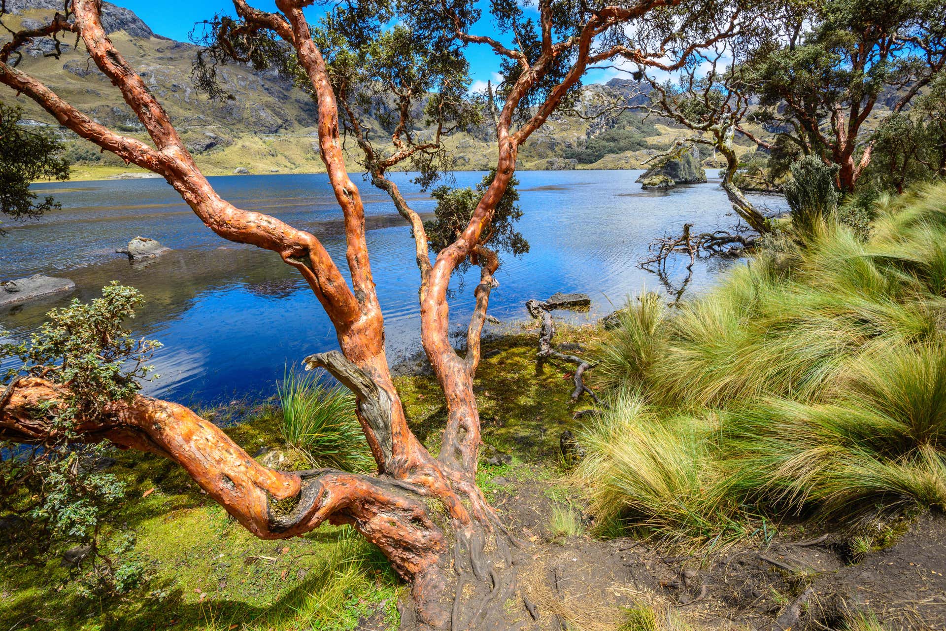 Cajas National Park Tour from Cuenca - Book at Civitatis.com