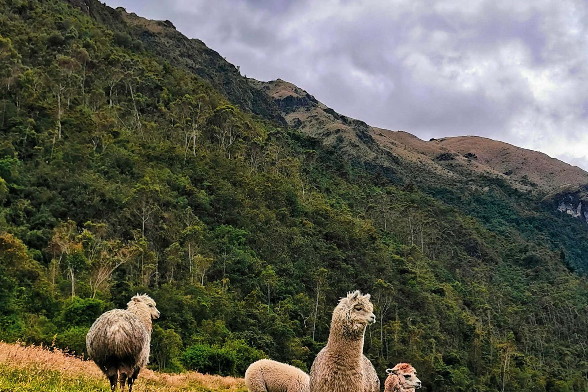 Senderismo por el Parque Nacional Cajas desde Cuenca